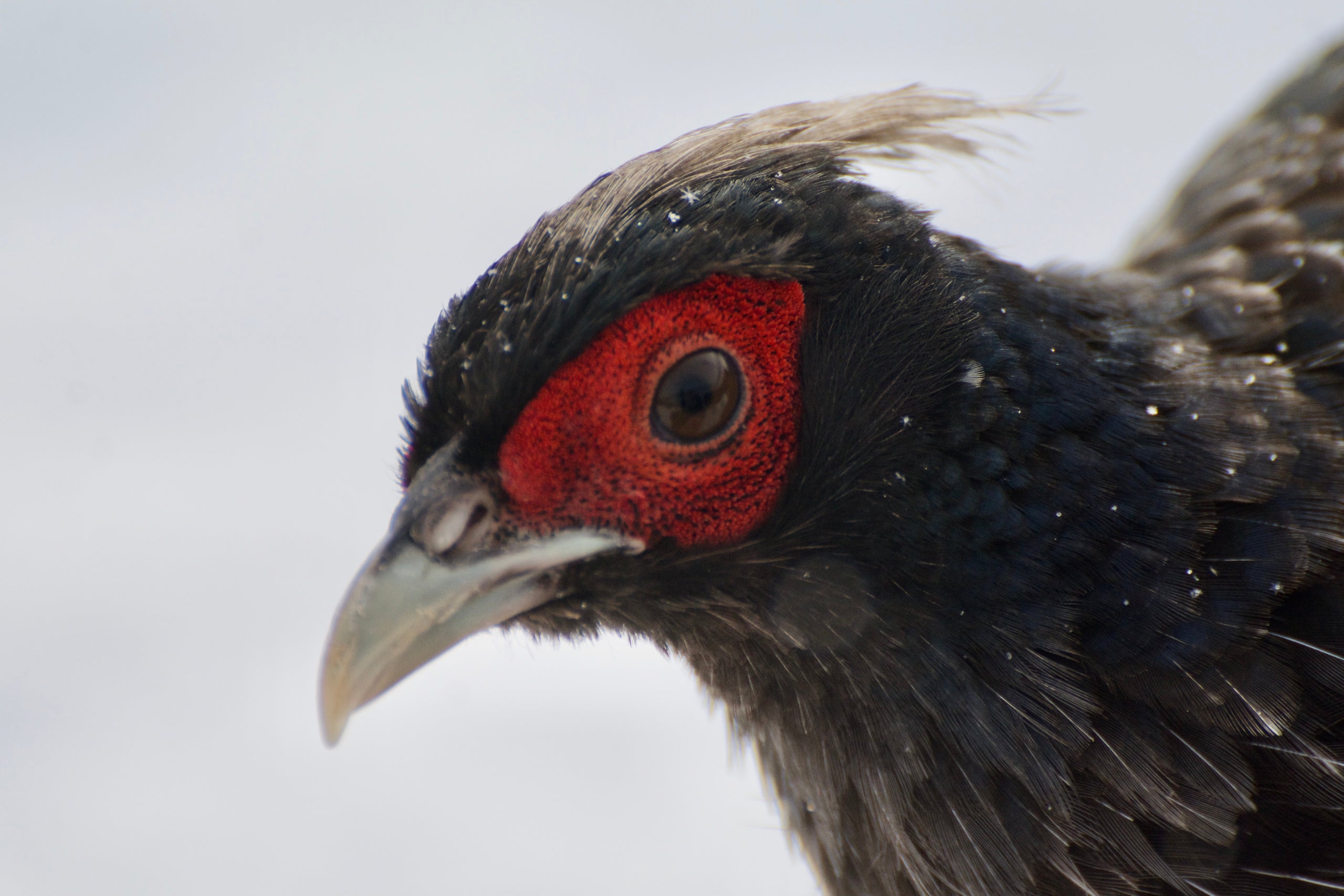 White Crested Kalij Pheasant